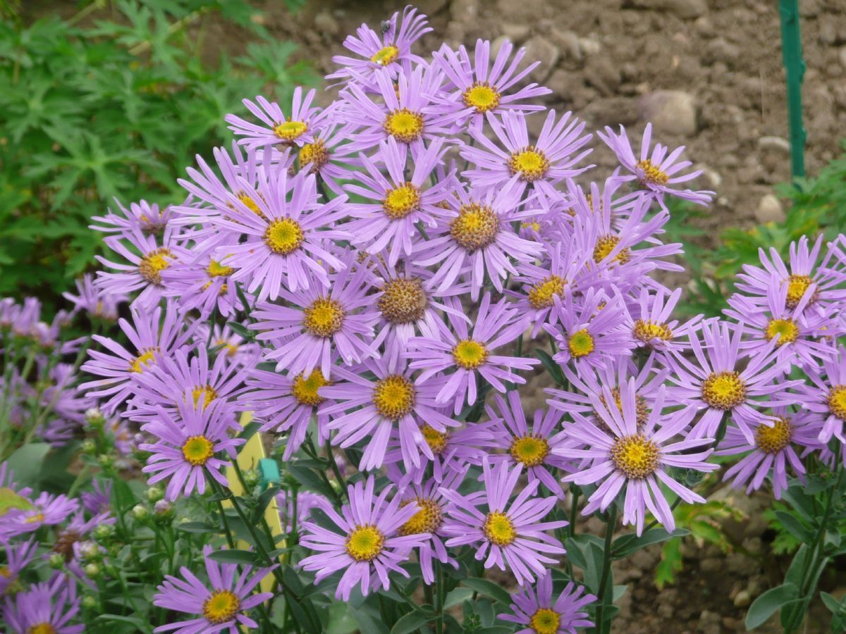 Bergaster, Sommeraster Dr. Otto Petschek, Aster amellus Dr. Otto ...