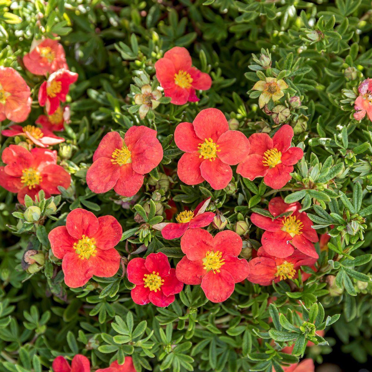 Fingerstrauch Marian Red Robin, Potentilla fruticosa Marian Red Robin ...