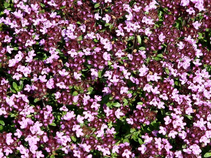 Polsterthymian Coccineus, Thymus praecox Coccineus | Hauenstein AG