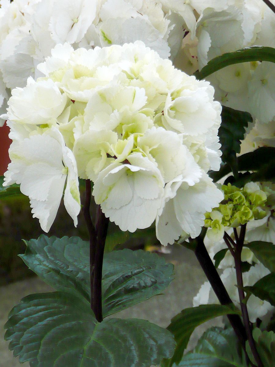 Gartenhortensie Zebra®, Hydrangea macrophylla Zebra® | Hauenstein AG