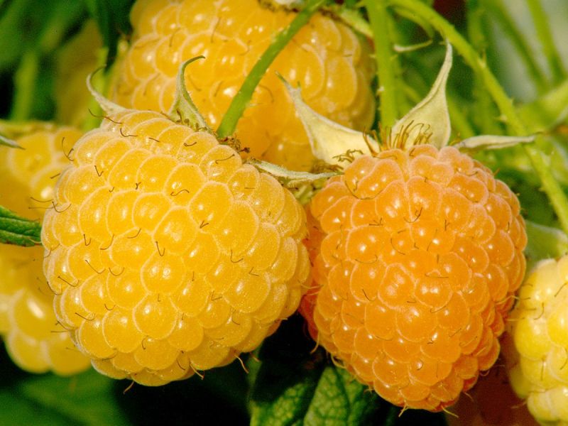 Golden Bliss® Gelbe Himbeere (anspruchslos, herbsttragend), Rubus ...