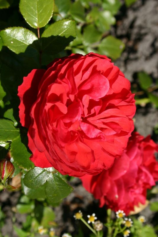 Cherry Girl® ADR 2007 Beetrose (Polyantha, anspruchslos, leichter Duft ...