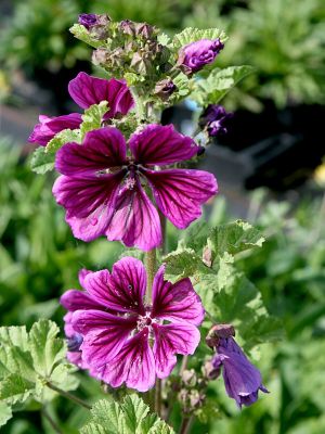 Wilde Malve Mauritanica, Malva sylvestris mauritanica | Hauenstein AG