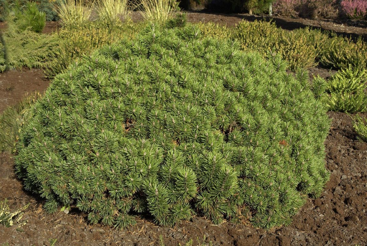 Zwergföhre Minimops, Pinus mugo Minimops | Hauenstein AG