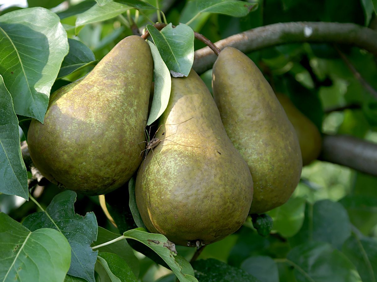 Conférence Birne (anspruchslos), Pyrus Conférence | Hauenstein AG