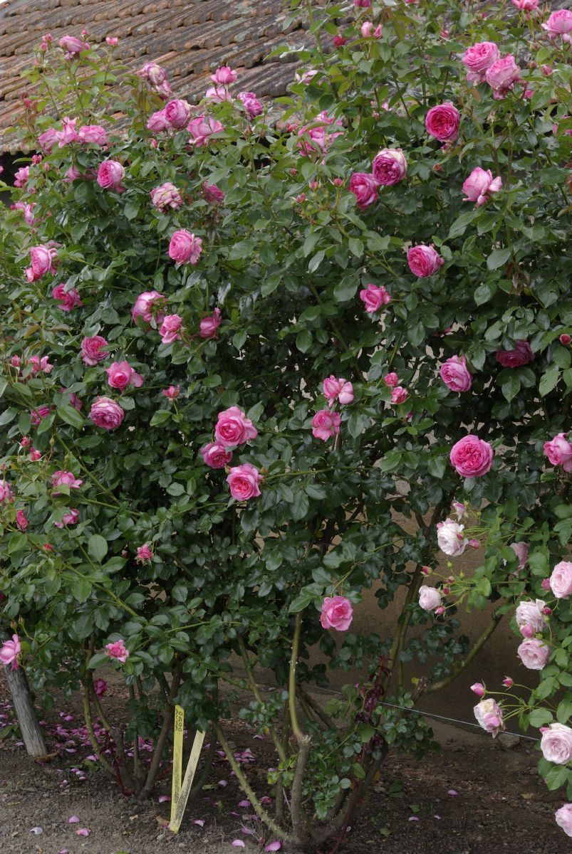 La Rose de Molinard® Strauchrose, Rosa La Rose de Molinard® ADR 2007 ...