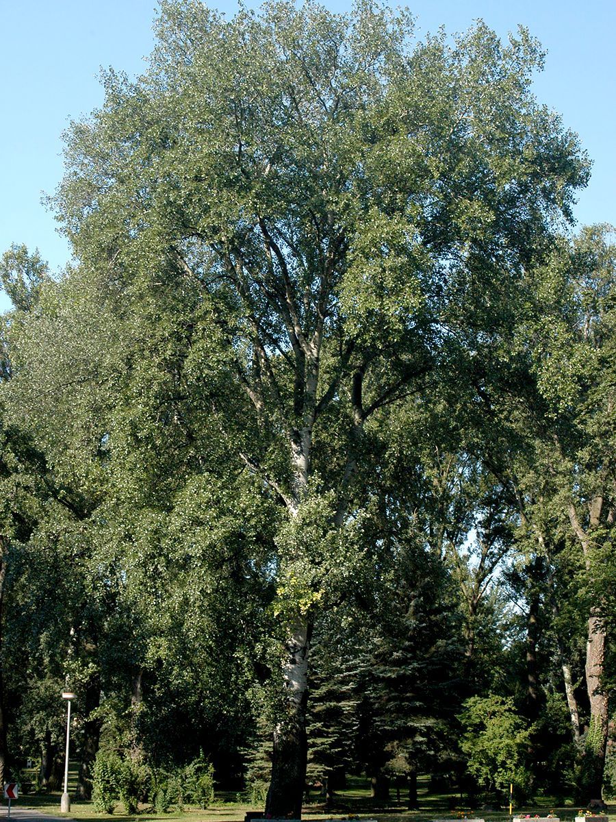 Zitterpappel, Espe, Populus tremula | Hauenstein AG