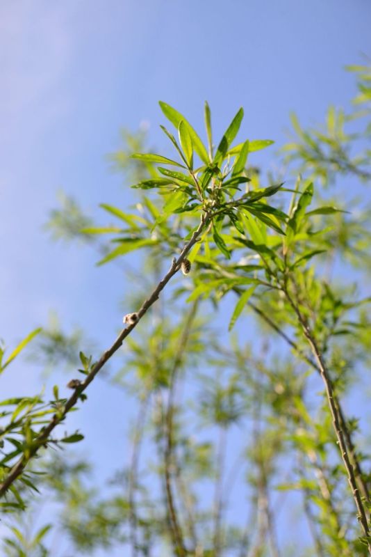Korbweide, Salix viminalis | Hauenstein AG