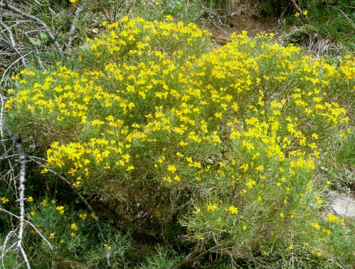 Kugelginster, Genista radiata | Hauenstein AG