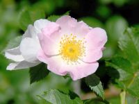 Hundsrose, Rosa canina | Hauenstein AG