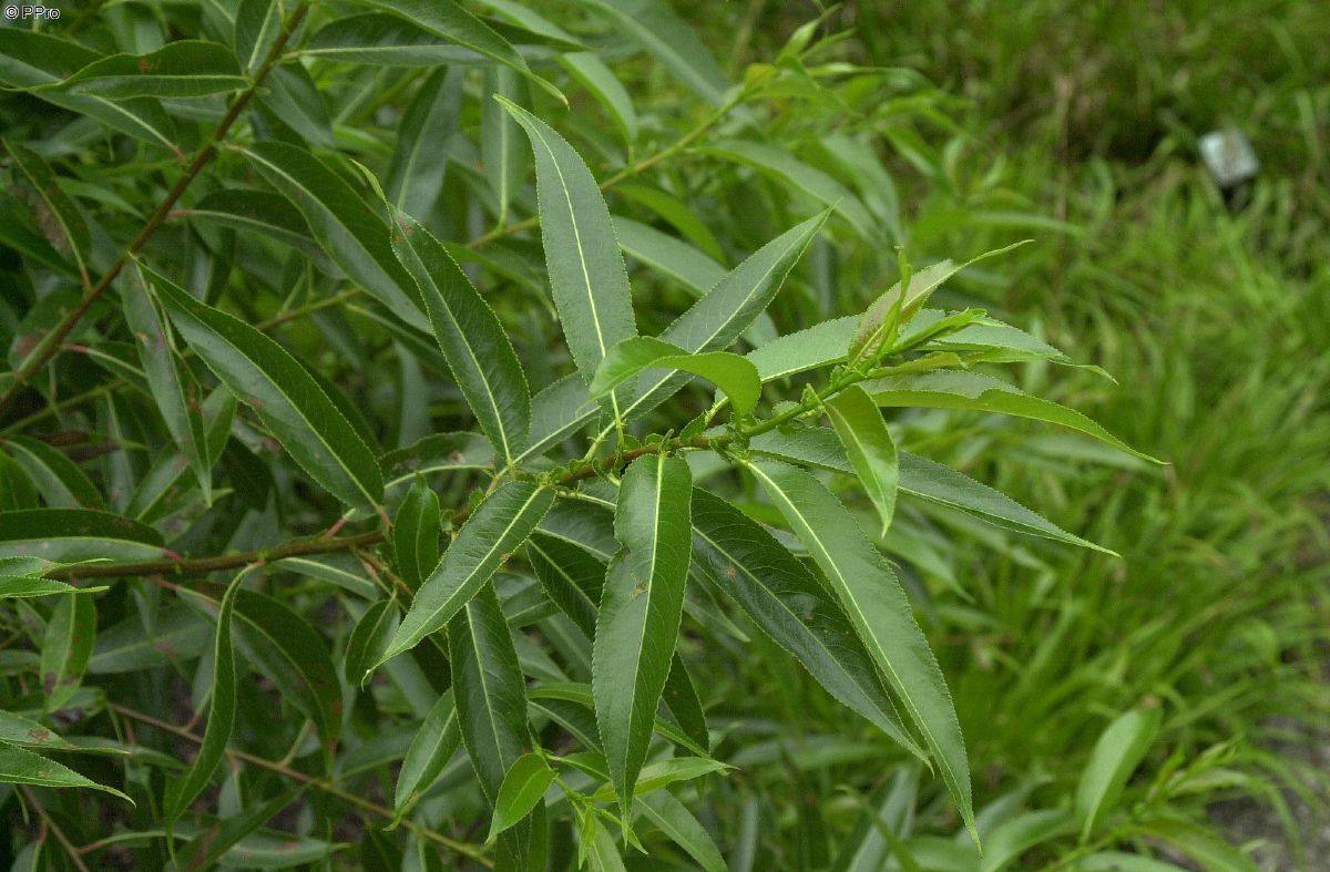 Lorbeerweide, Salix pentandra | Hauenstein AG
