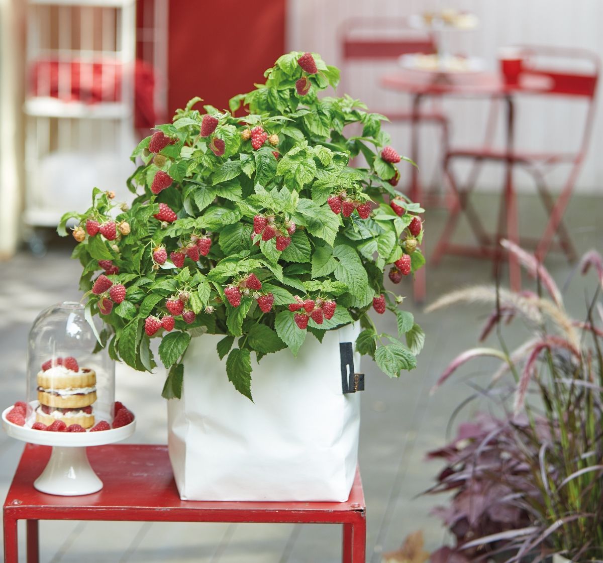 Zwerghimbeere Raspberry Shortcake®, Rubus idaeus Raspberry Shortcake ...