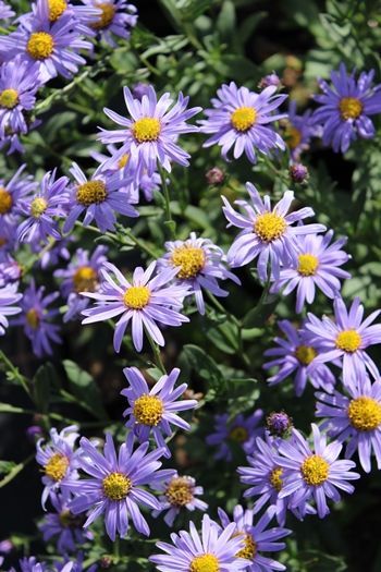 Bergaster, Sommeraster Dr. Otto Petschek, Aster amellus Dr. Otto ...