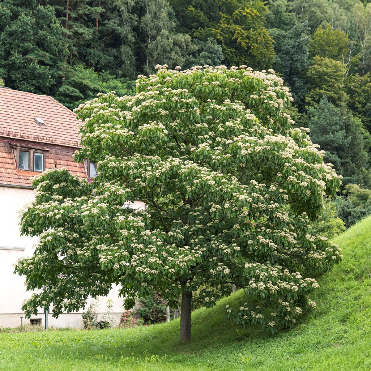 Stilvolle Bienenbaum Im Kbel Bilder