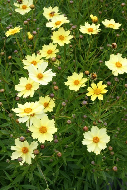 Mädchenaugen Full Moon, Coreopsis Full Moon | Hauenstein AG