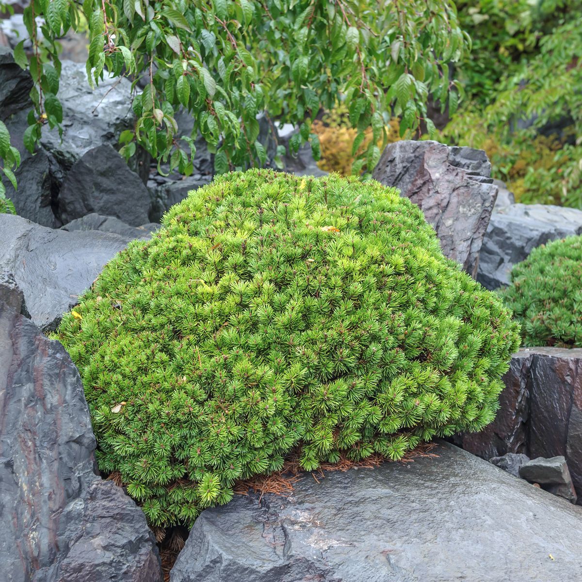 Zwergföhre Minimops, Pinus mugo Minimops | Hauenstein AG