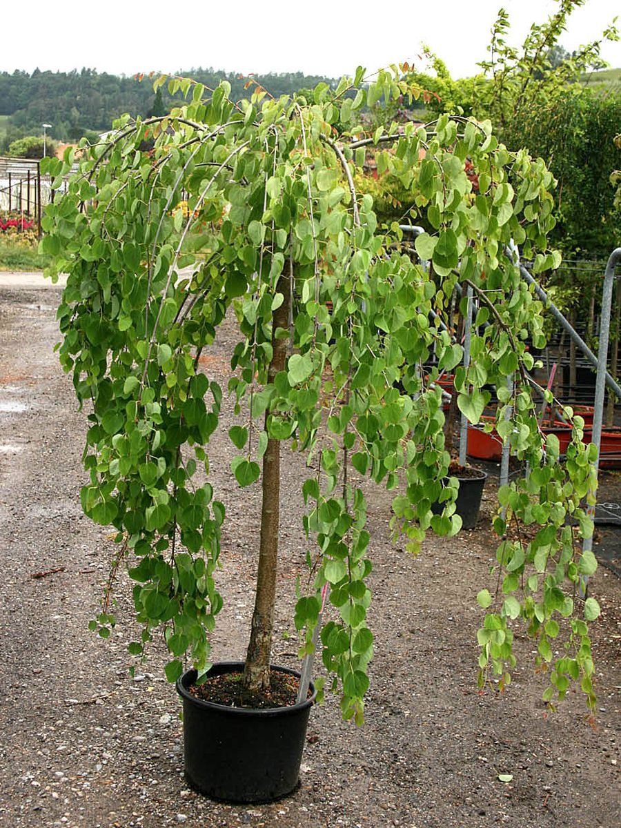 Hängekuchenbaum Pendulum, Cercidiphyllum japonicum Pendulum | Hauenstein AG