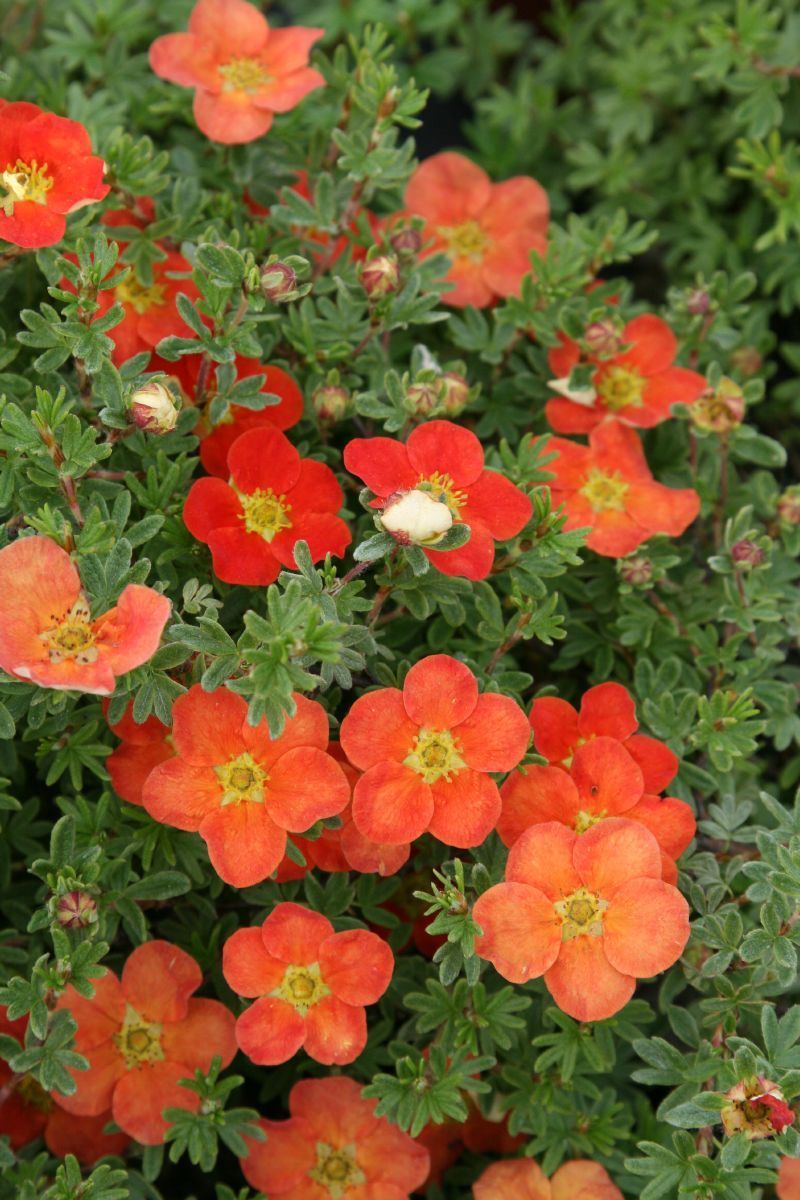 Fingerstrauch Marian Red Robin, Potentilla fruticosa Marian Red Robin ...