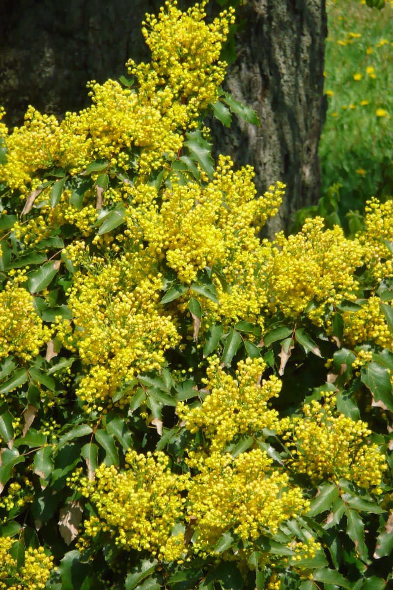 Mahonie, Mahonia aquifolium | Hauenstein AG
