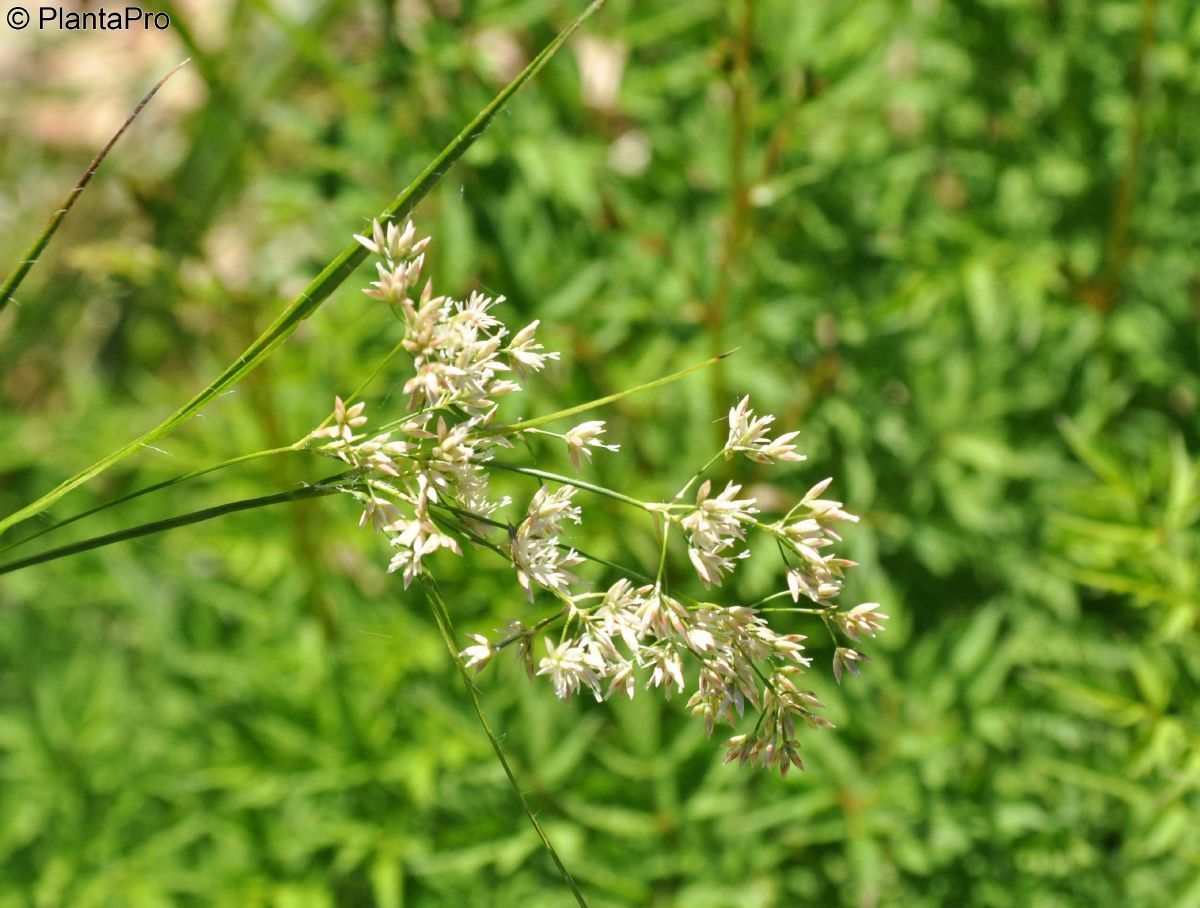 Weisse Hainsimse, Luzula luzuloides | Hauenstein AG