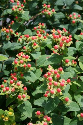 Johannisstrauch Magical Red Star, Hypericum inodorum Magical Red Star ...